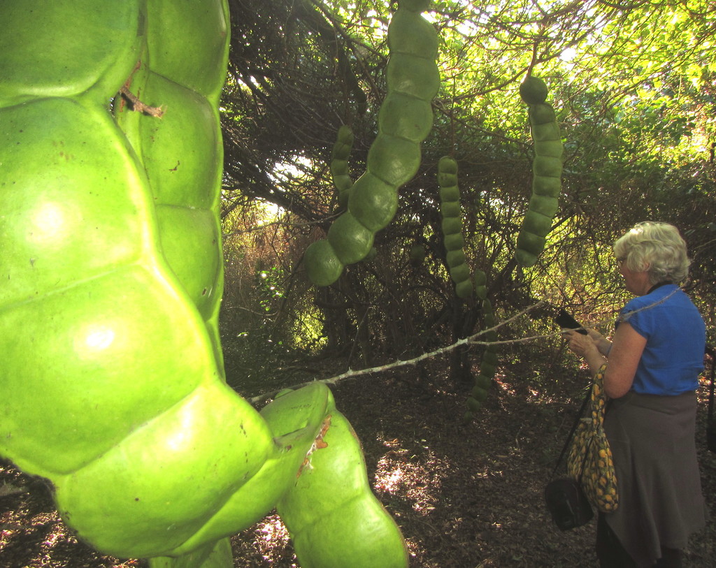African Dream Herb in July 2019 by Ricky Taylor. Giant pods (up to 1.4 ...