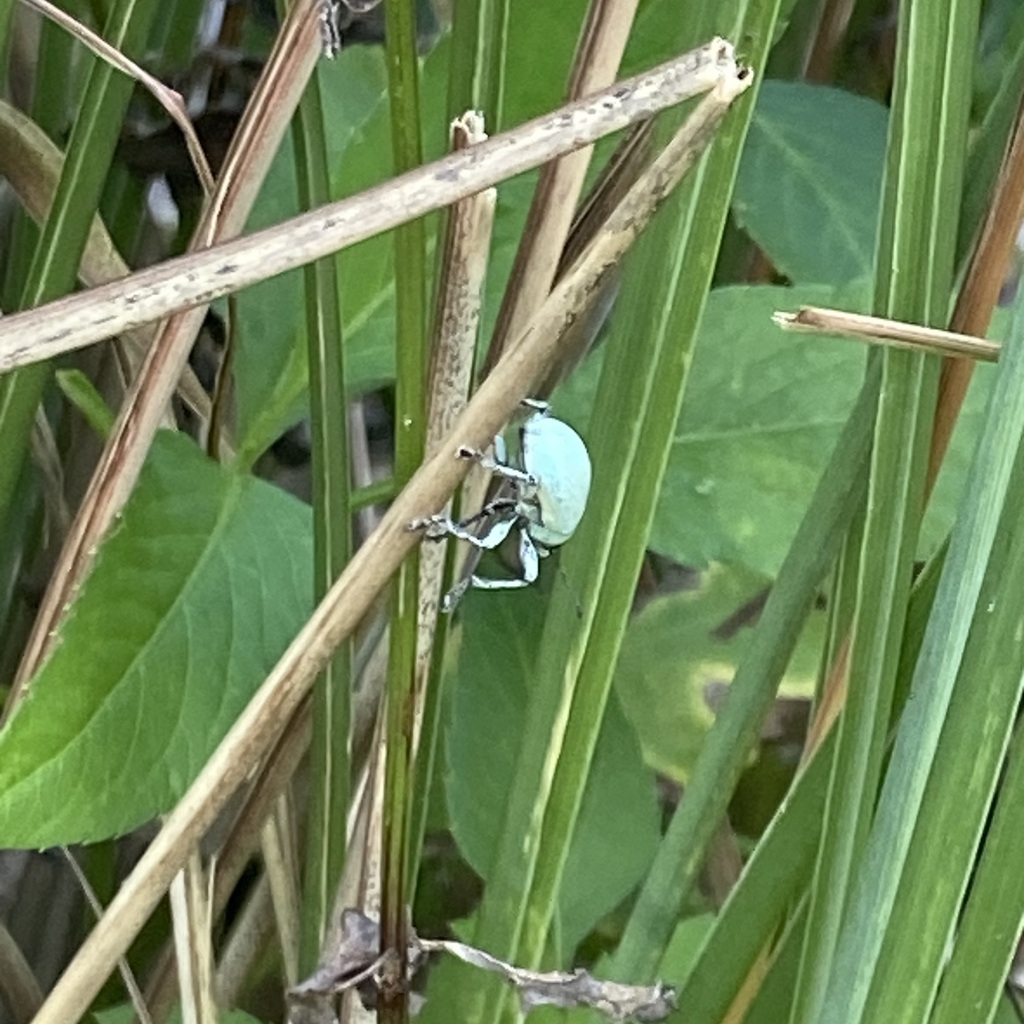 Blue-Green Citrus Root Weevil from Tampa, FL, USA on October 22, 2024 ...