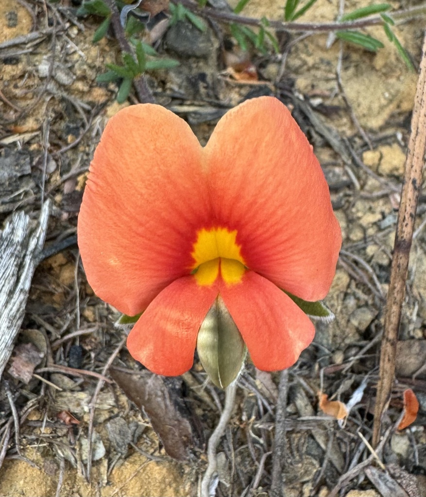 Mirbelieae from Major Mitchell Plateau, Mafeking, VIC, AU on October 23 ...