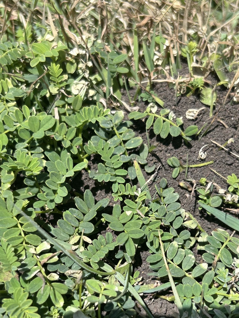 Creeping Indigo from Limeburners Creek National Park, Limeburners Creek ...