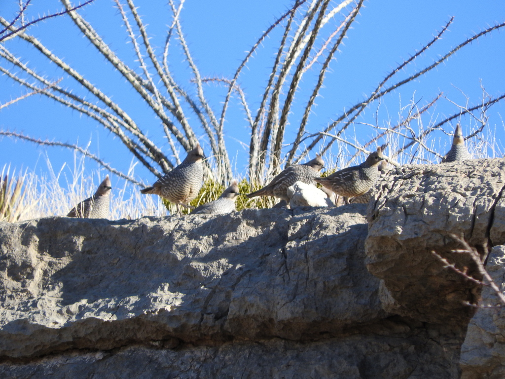 Codorniz escamosa en febrero 2023 por Héctor González · iNaturalist Mexico