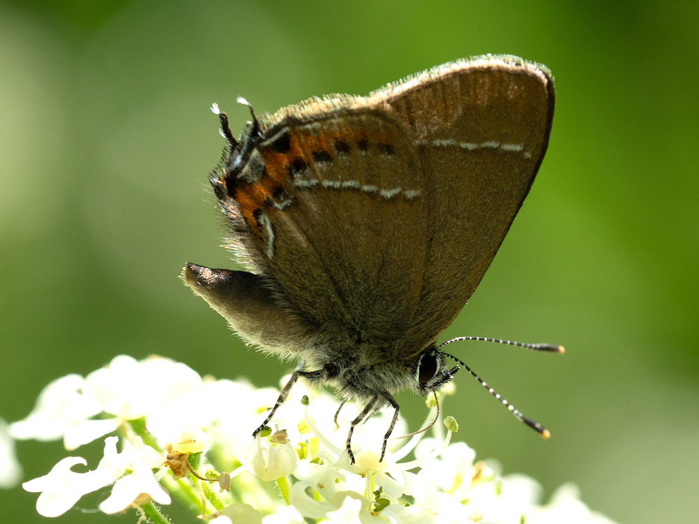 Satyrium prunoides from Березовский р-н, Красноярский край, Россия on ...