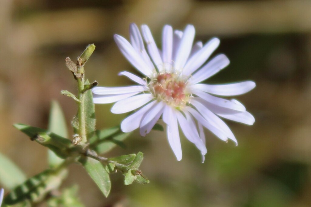 Pacific Aster from Tennessee Valley, California, California 94941, USA ...