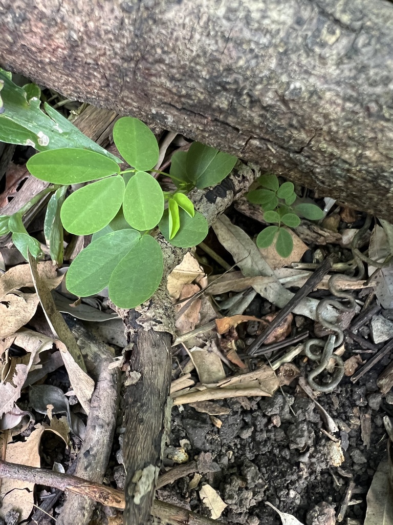 sennas from Medina St, Moorooka, QLD, AU on October 23, 2024 at 11:00 ...