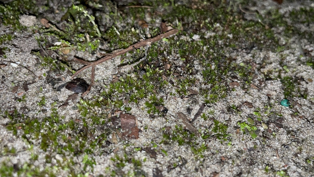 Pincushion Moss in October 2024 by medina_d_033. This moss is dark ...