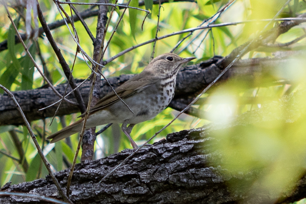 Hermit Thrush from Peterson Tank, Cochise County, AZ, USA on October 4 ...