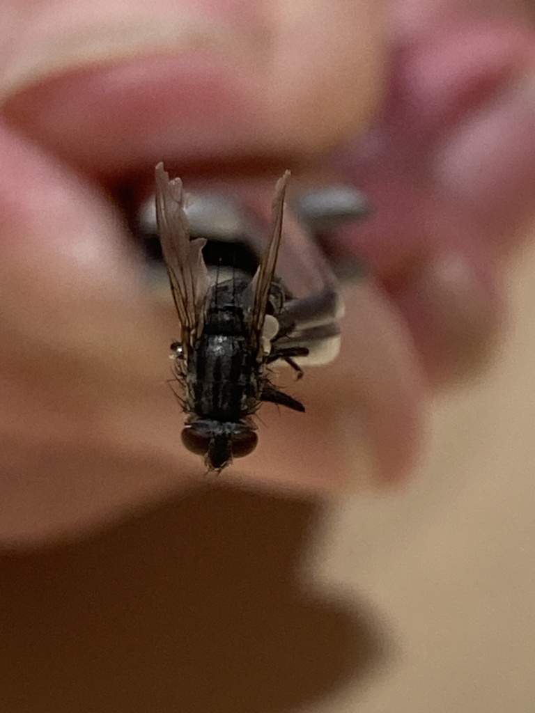 Calyptrate Flies from Jefferson St, Fairfield, CT, US on October 6 ...