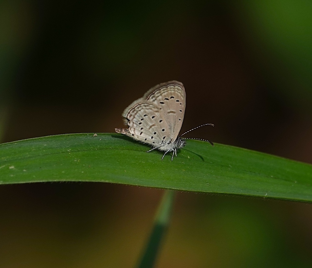 Tiny Grass Blue from Lantau Island, Hong Kong on October 19, 2024 at 01 ...