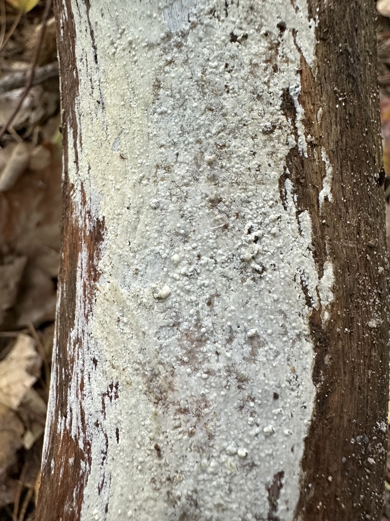 Hyphoderma occidentale from Tourismusverein Naturpark Barnim, Wandlitz ...