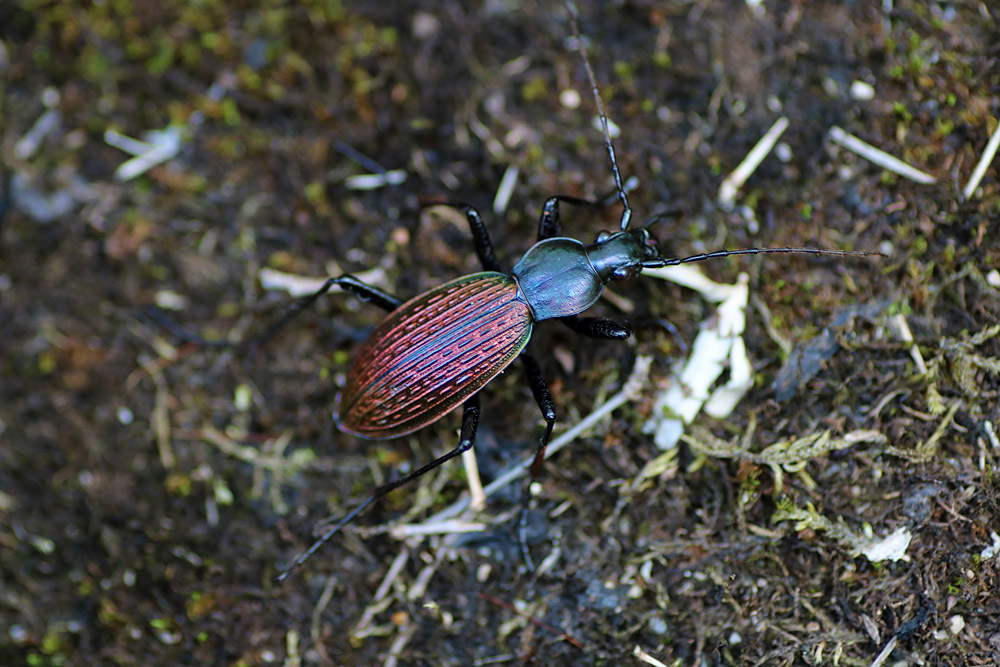 Carabus shun from 中国福建省南平市武夷山市 on August 09, 2018 at 01:55 PM by 昆虫学 ...