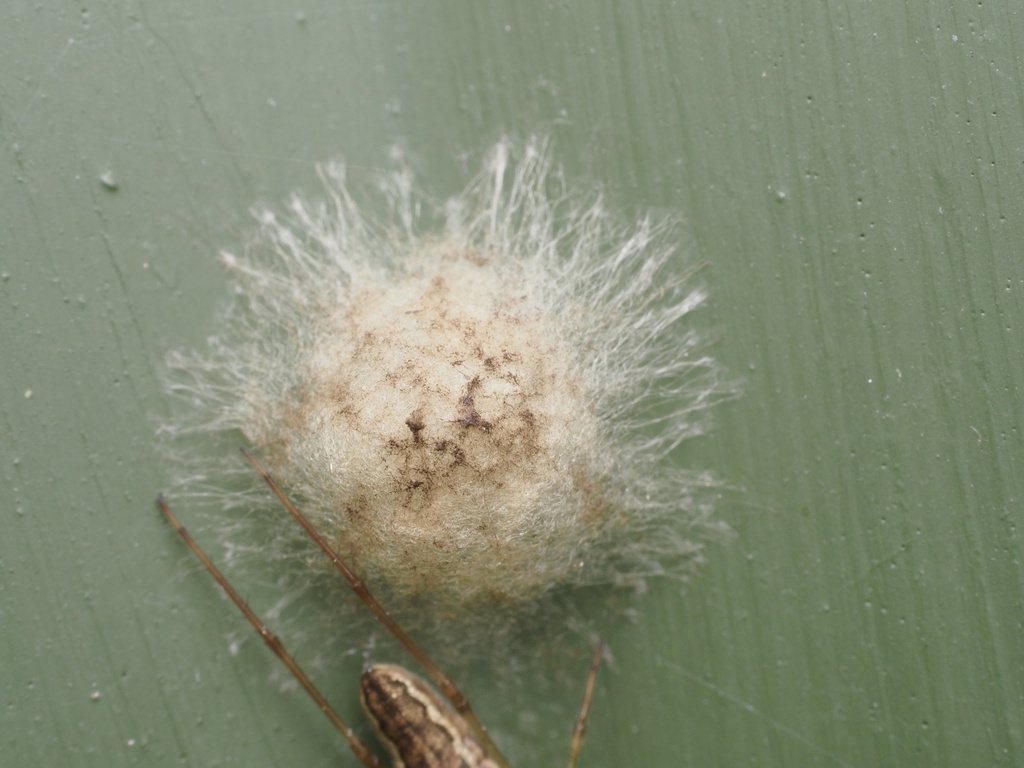 Long-jawed Orbweavers from North Island / Te Ika-a-Māui, Ruawai ...