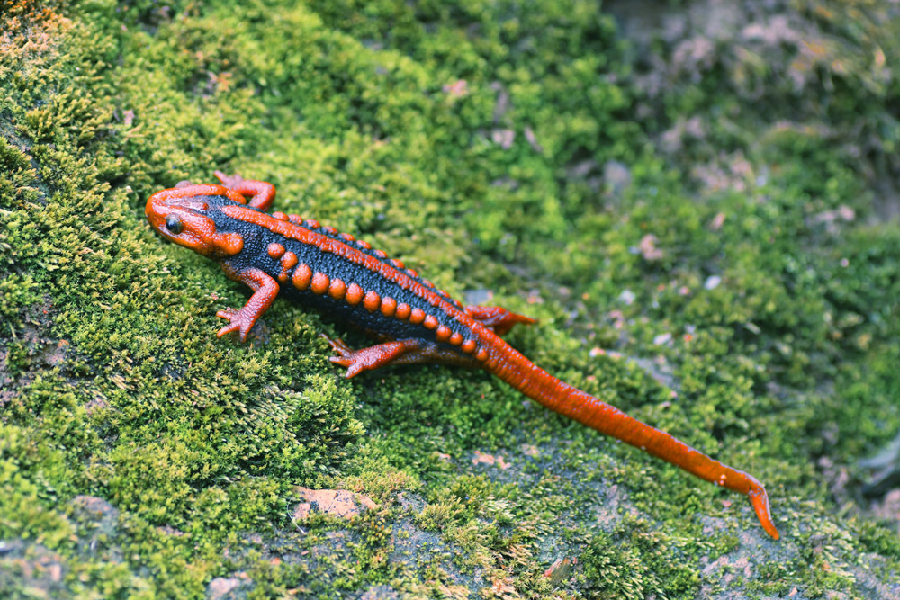 Yunnan Newt in August 2016 by 昆虫学liuye · iNaturalist