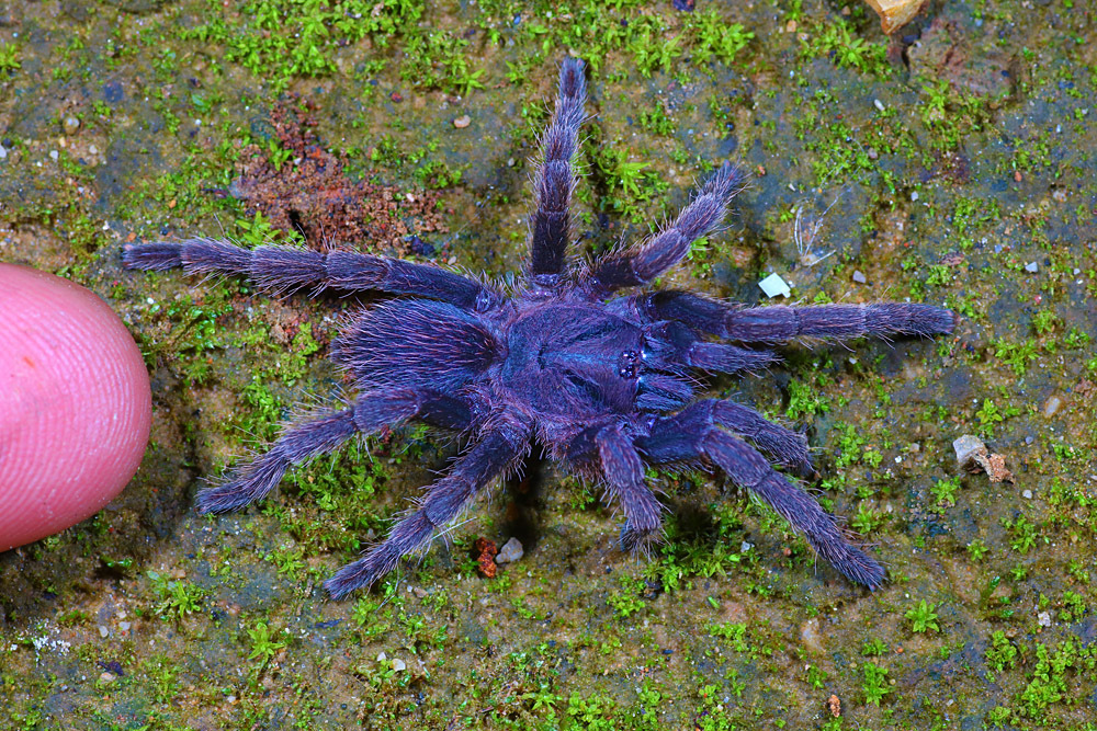 Asia-Pacific Tarantulas from 中国云南省保山市隆阳区 on July 18, 2019 at 01:01 AM ...