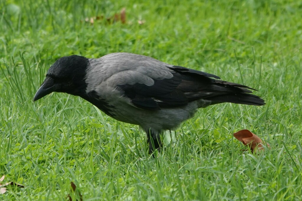 Hooded Crow from Florence, Metropolitan City of Florence, Italy on ...