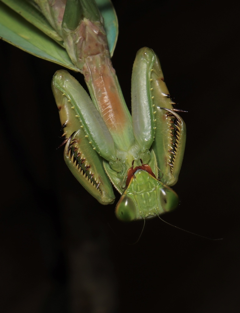 Hierodula chinensis from 104 Country Road, Hainan, CN on October 23 ...