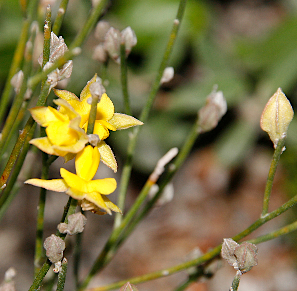 Jacksonia stackhousei from Byfield NP, Stockyard QLD, Australia on July ...