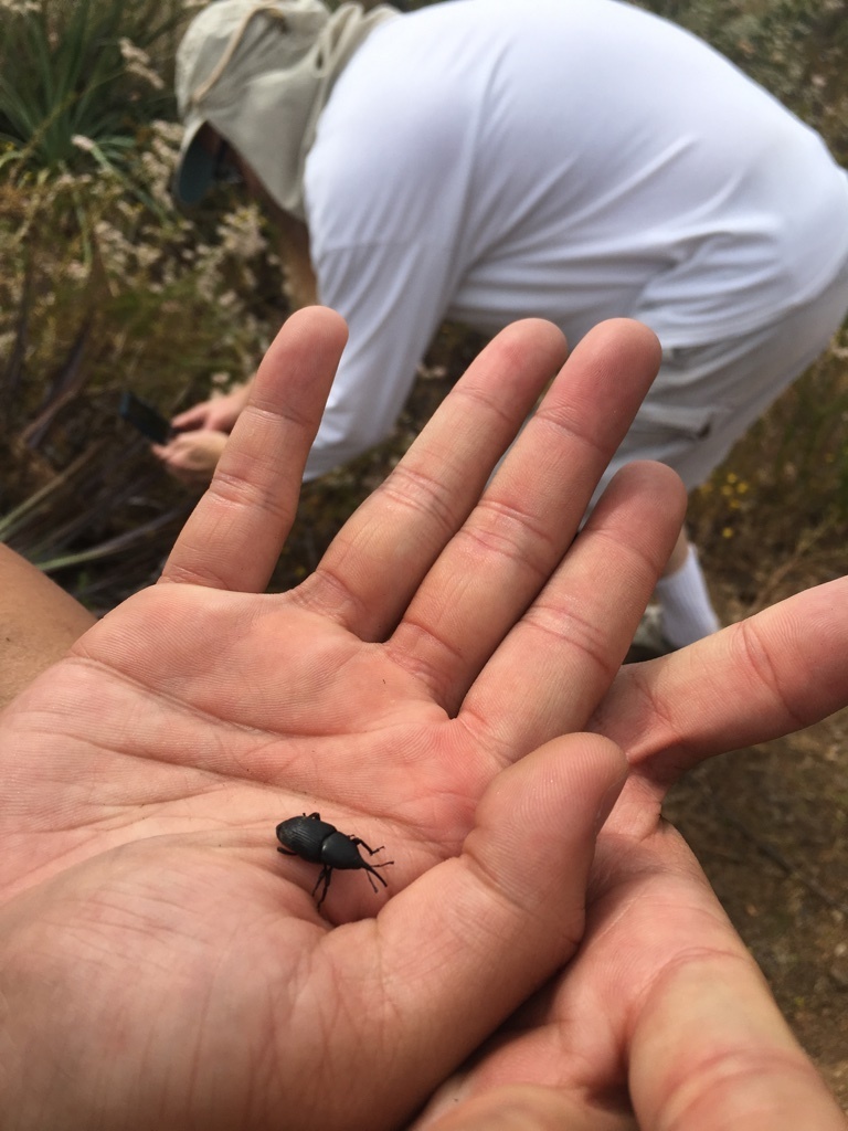 Yucca Weevil from Orange County, CA, USA on May 30, 2020 at 10:37 AM by ...