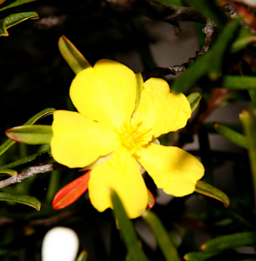 Showy Guinea Flower from Byfield NP, Stockyard QLD, Australia on July ...