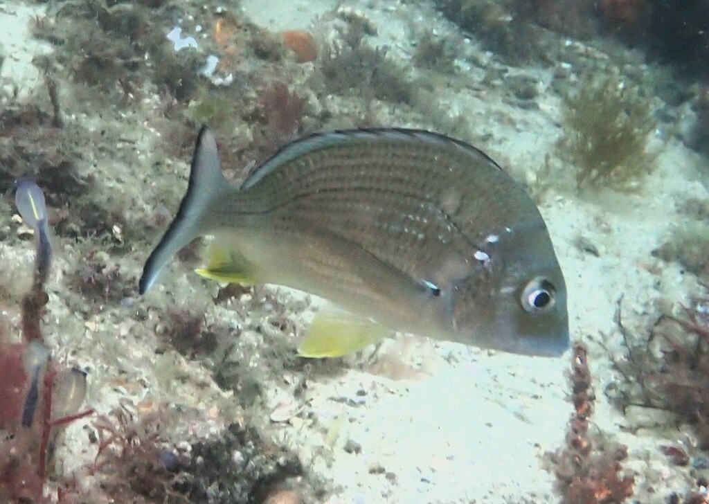 Yellowfin Bream (Acanthopagrus australis) - Marine Life Identification