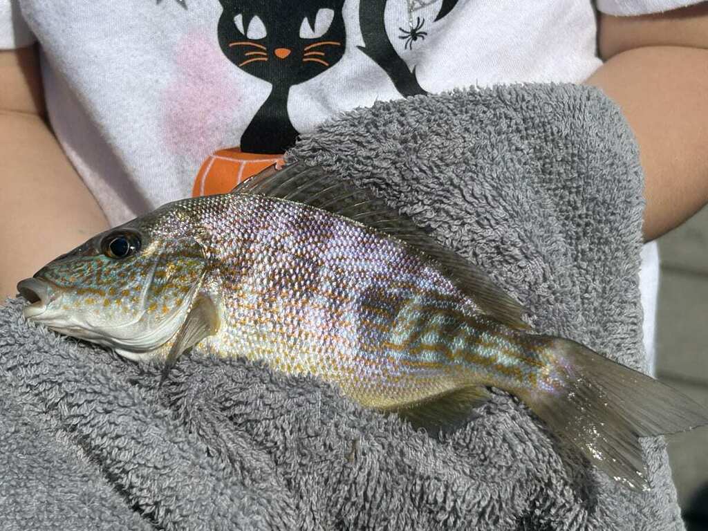 Pigfish in October 2024 by pamlico_nc. ecoEXPLORE Username: petpal721 ...