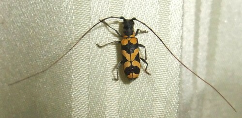 Subspecies Microlenecamptus albonotatus flavosignatus · iNaturalist
