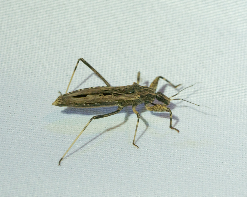 Oncocephalus from Kismet Creek, Sunbury on October 21, 2024 at 07:25 PM ...