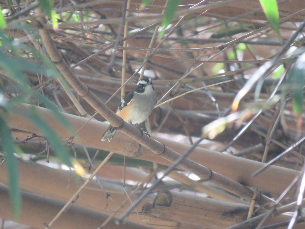 Buff-sided Robin from Que Noy Park, Stuart Park, NT, AU on October 23 ...