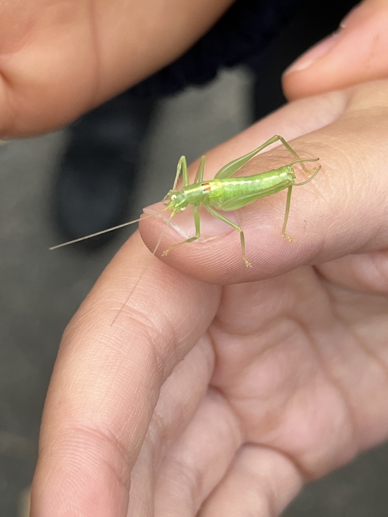 Southern Oak Bush-cricket from Ravenscourt Road, London, England, GB on ...