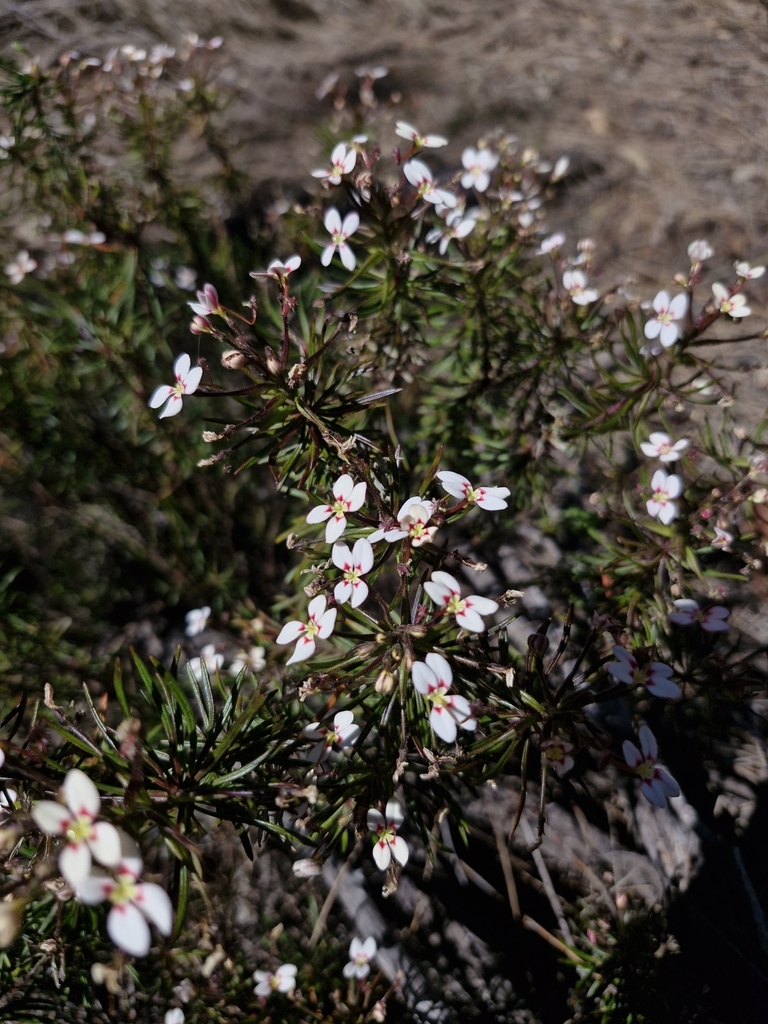 Black-beaked Triggerplant from East Pingelly WA 6308, Australia on ...