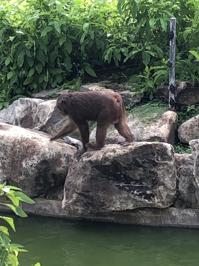 Stump-tailed Macaque in October 2024 by alisa081113 · iNaturalist