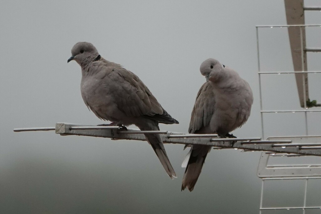 Eurasian Collared-Dove from 53013 Gaiole in Chianti, Province of Siena ...