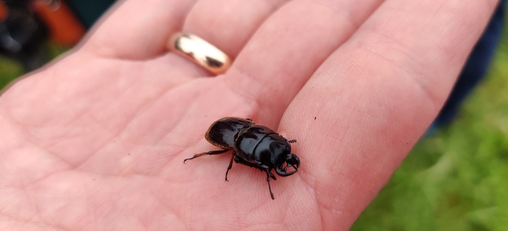 New Zealand Reticulated Stag Beetle from Chatham Islands Territory 8016 ...