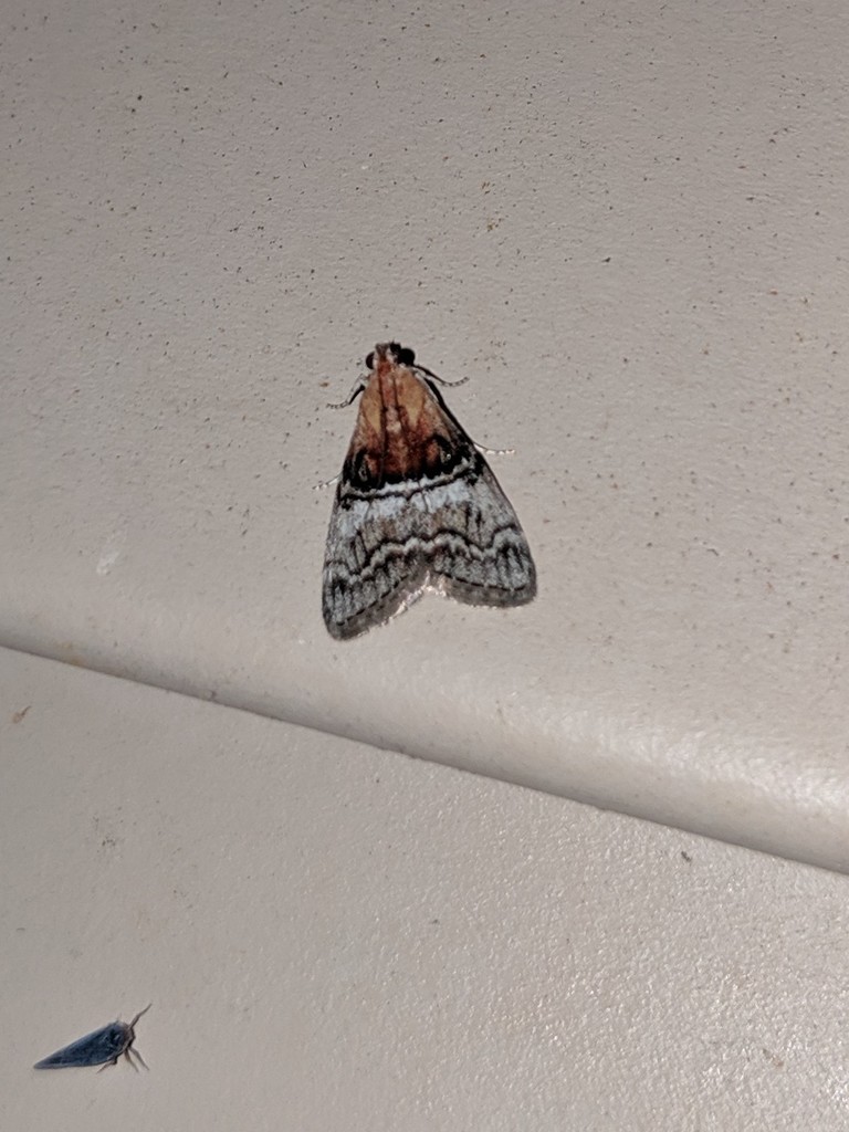 Maple Webworm Moth from Smithfield, RI 02917, USA on July 5, 2019 at 10 ...