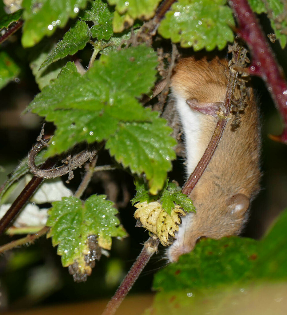 Eurasian Harvest Mouse from 50620 Le Dézert, France on October 4, 2024 ...