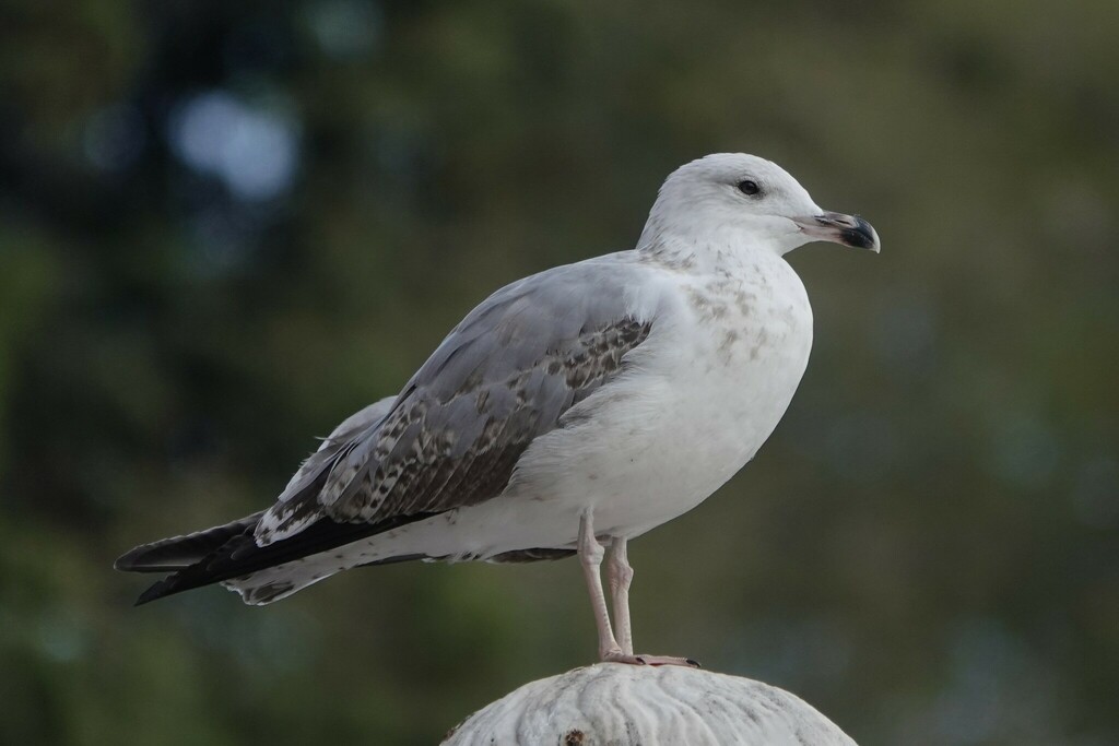 Large White-headed Gulls from Rione IV Campo Marzio, Roma RM, Italy on ...