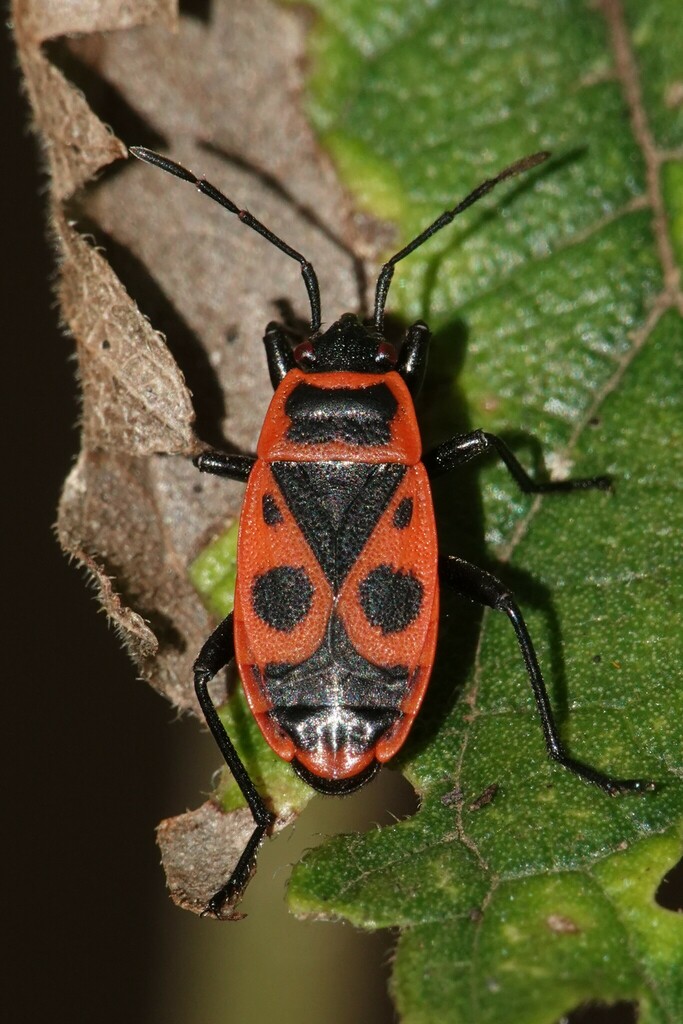 European Firebug from Quartiere III Pinciano, Rome, Metropolitan City of Rome Capital, Italy on ...