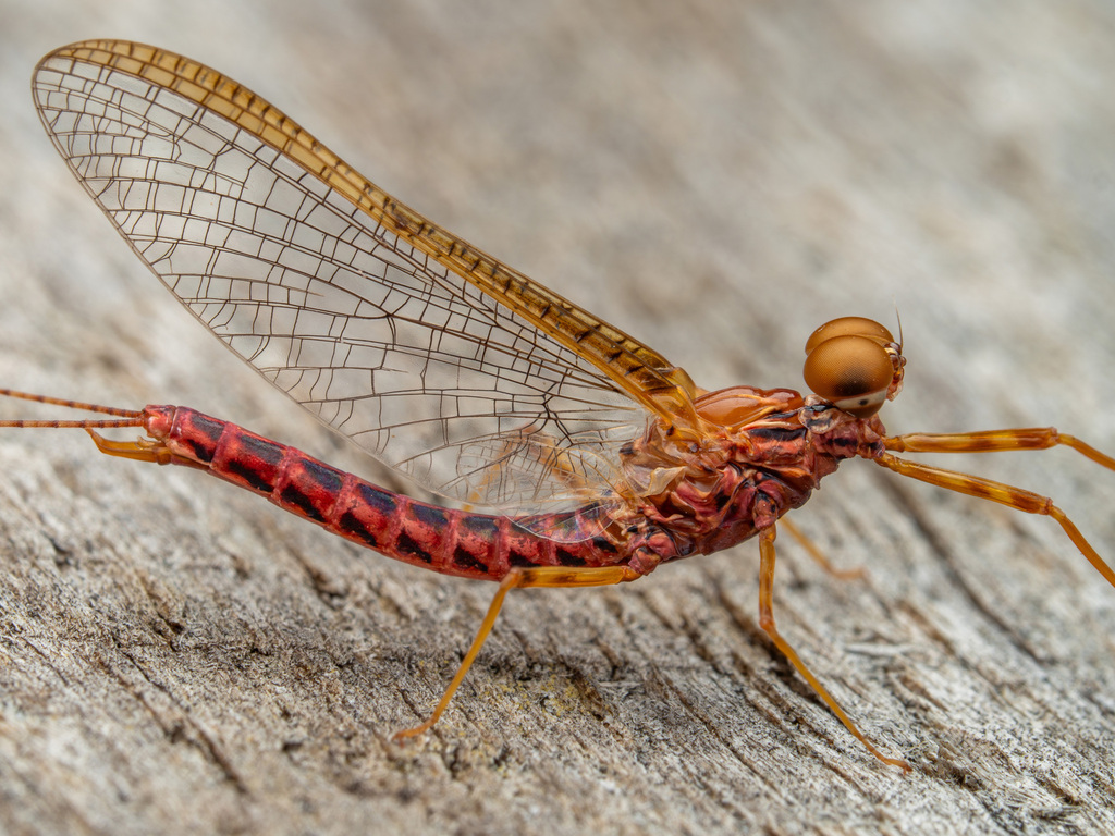 Winged and Once-winged Insects from Upper Kedron QLD 4055, Australia on ...