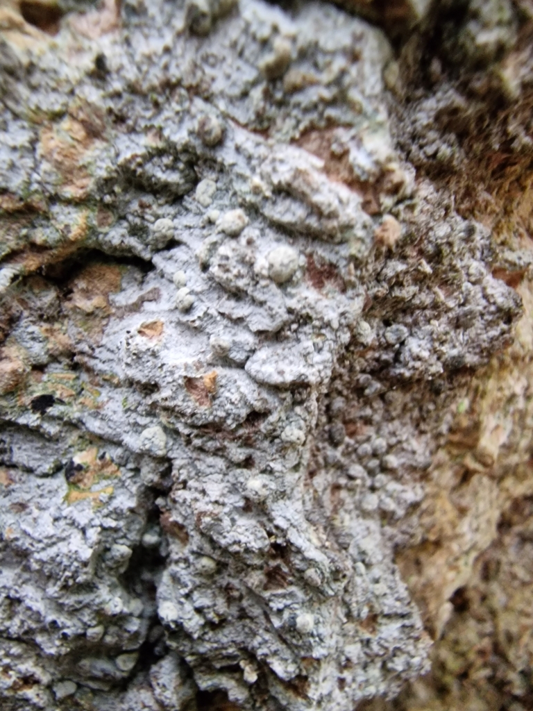 Loxospora elatina from Frant, Tunbridge Wells TN3 9HS, UK on October 21 ...