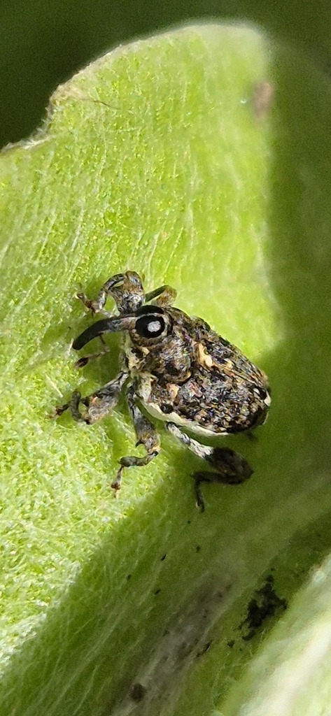 Coryssomerini from Mahogany Ridge, Pinetown, 3608, South Africa on ...