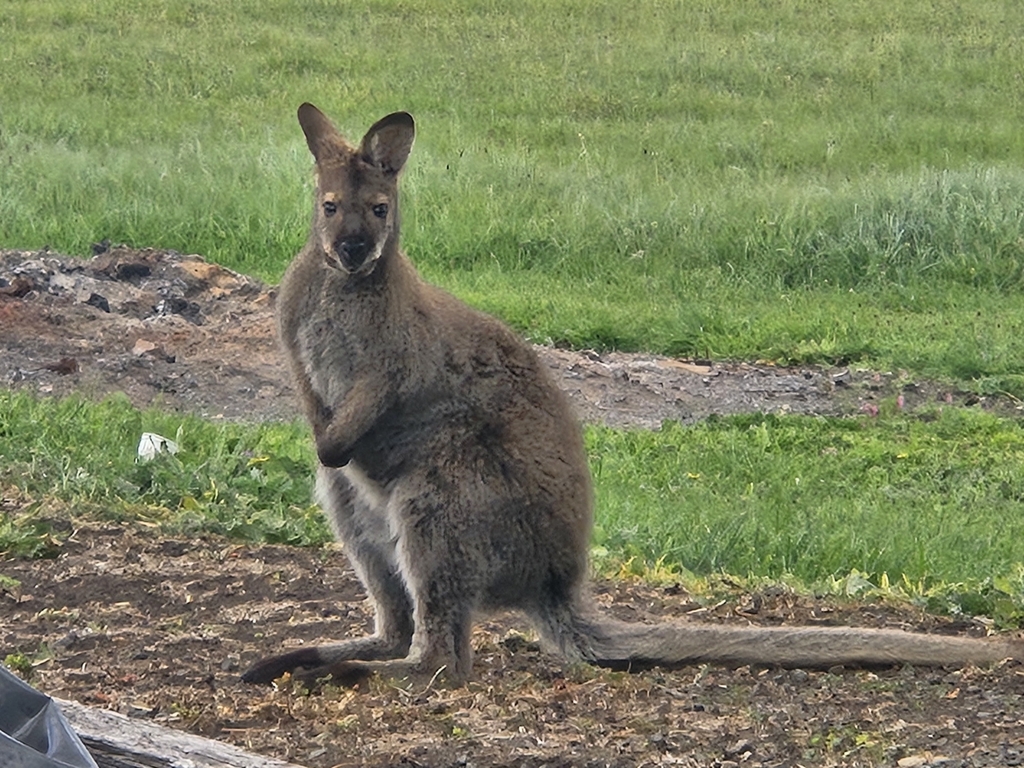 Bennett's Wallaby from Orielton TAS 7172, Australia on October 6, 2024 ...