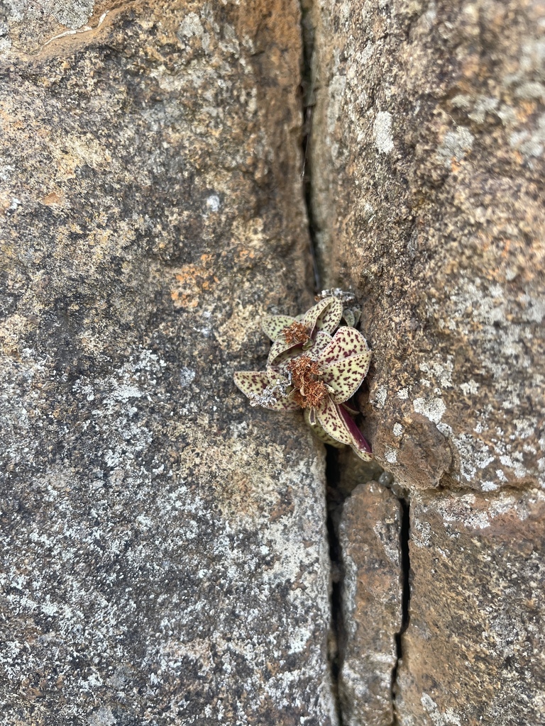 Crassula tabularis from Pixley ka Seme District Municipality, South ...