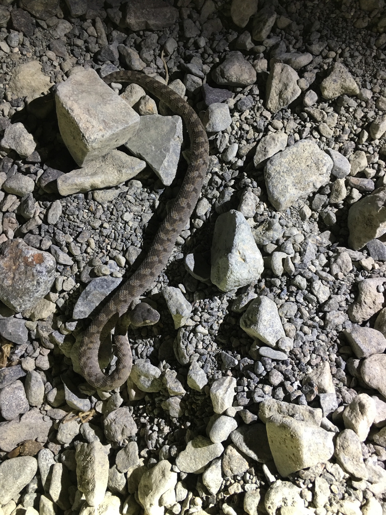 Echis omanensis Babocsay, 2004