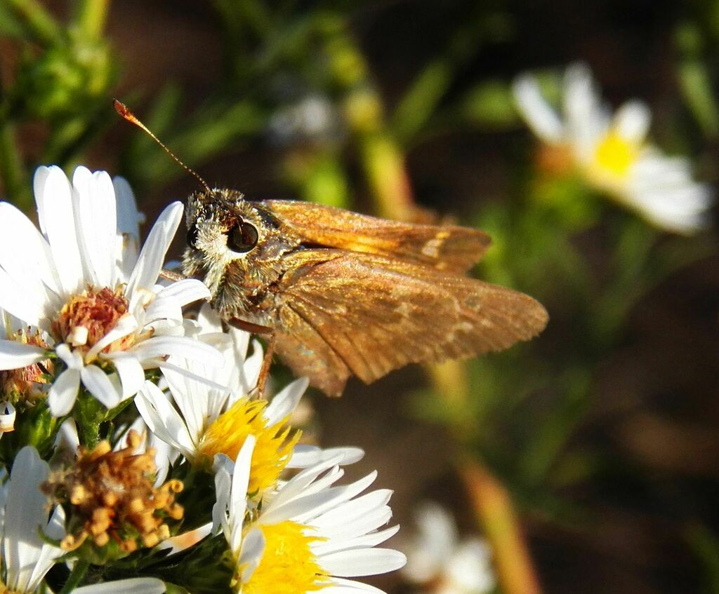 Huron Sachem from Barling, AR, USA on October 23, 2024 at 02:57 AM by C ...