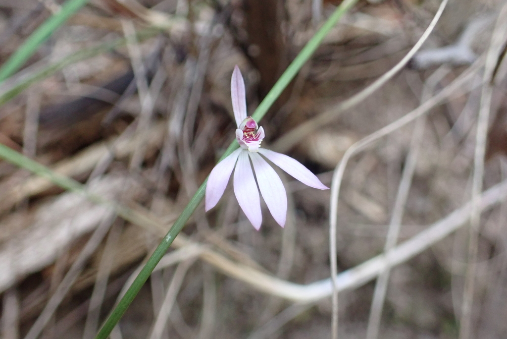Pink Lady Fingers in October 2024 by Zoë Davis · iNaturalist