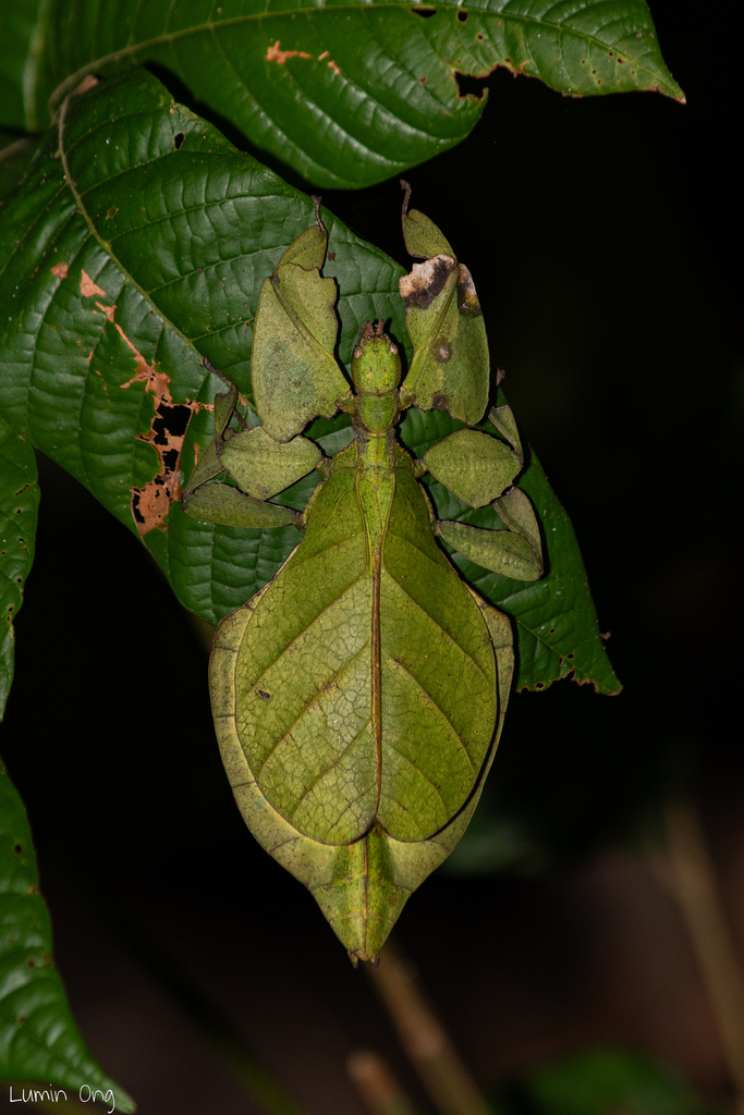 Gray's Leaf Insect in July 2024 by Lumin Ong · iNaturalist