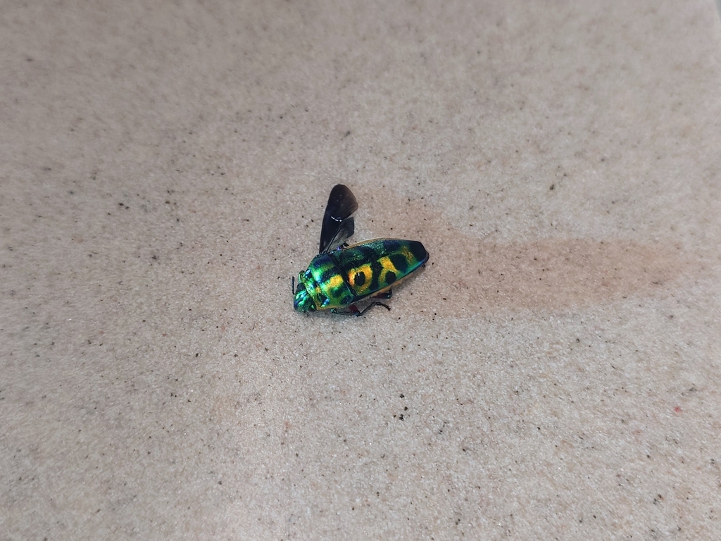 Scutellera nepalensis from 深圳 on October 18, 2024 at 06:23 PM by luke-c ...