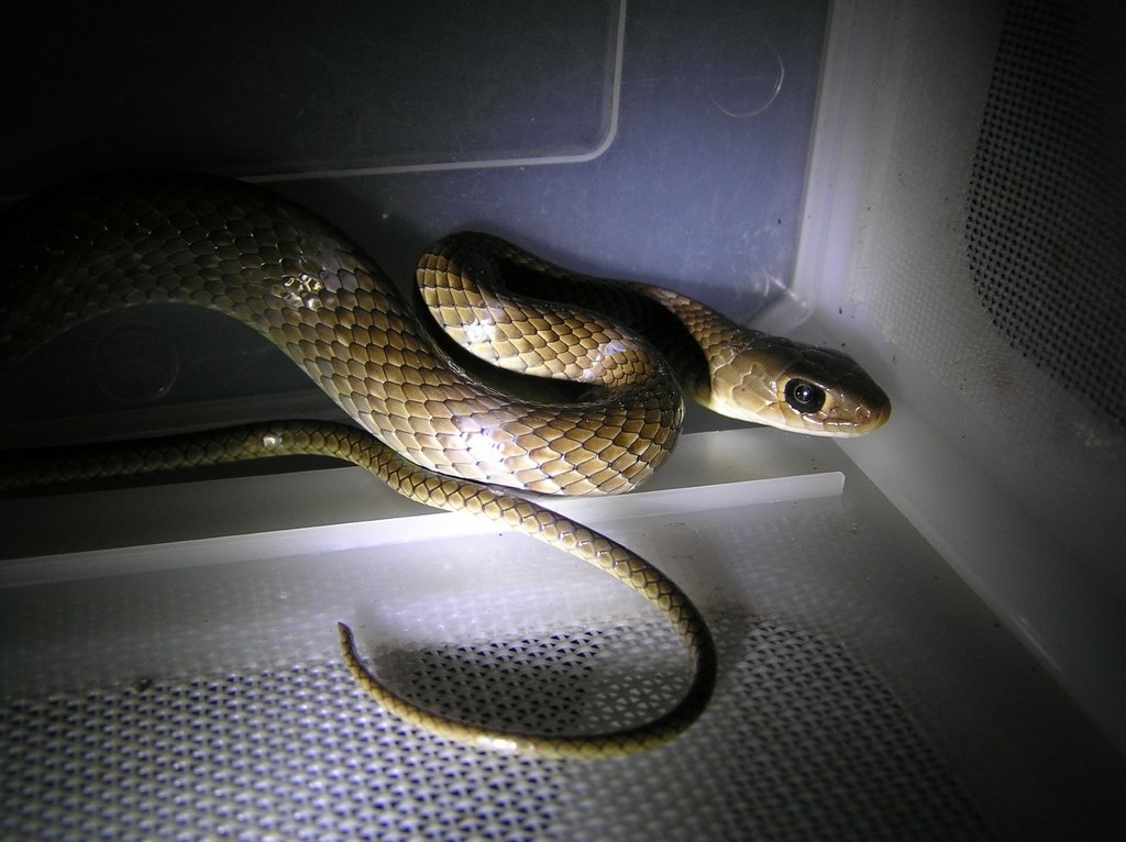 Indo-Chinese Rat Snake in November 2007 by 紫狸子 · iNaturalist