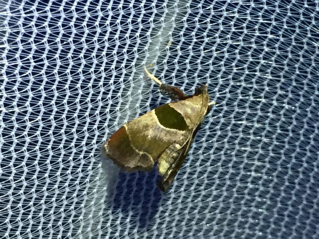 Dimorphic Tosale Moth in August 2016 by smwhite · iNaturalist