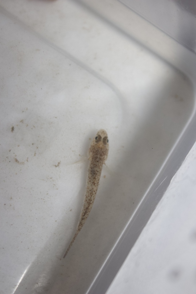 Sharp-Nosed Sand Goby from 中国浙江省舟山市普陀区 on October 06, 2024 at 12:31 AM ...