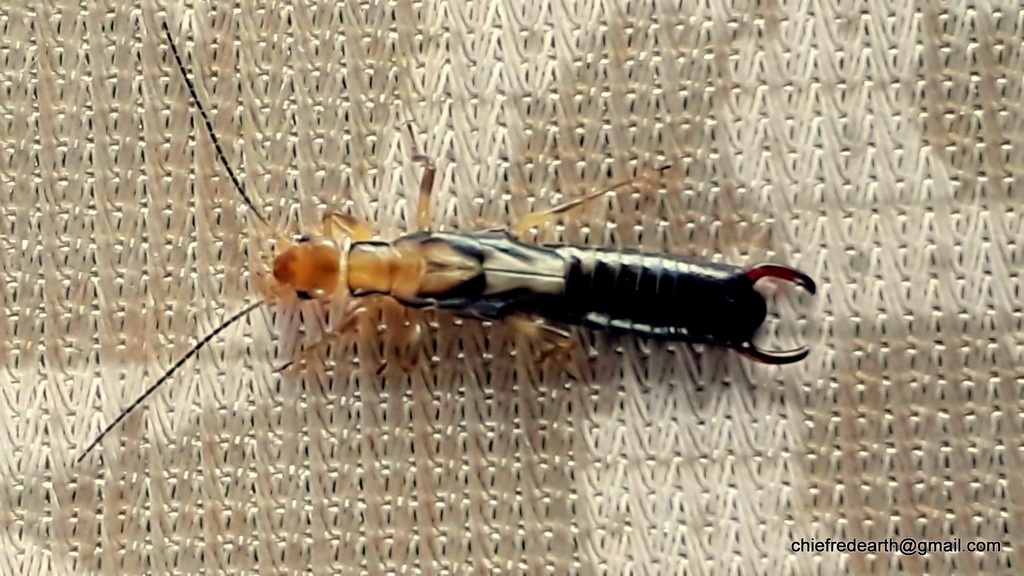 Epidermapteran Earwigs from Magic Planet Kinfra Film and Video Park ...